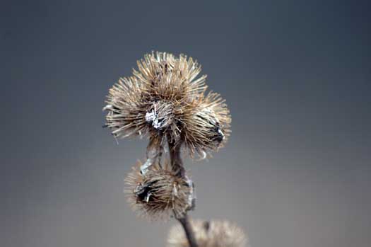 The Cocklebur Is Nature’s Velcro | photoindex